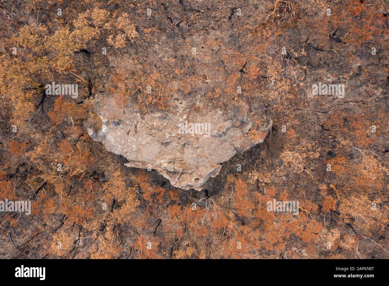 A brown rock ledge with severely burnt Eucalyptus trees after a ...