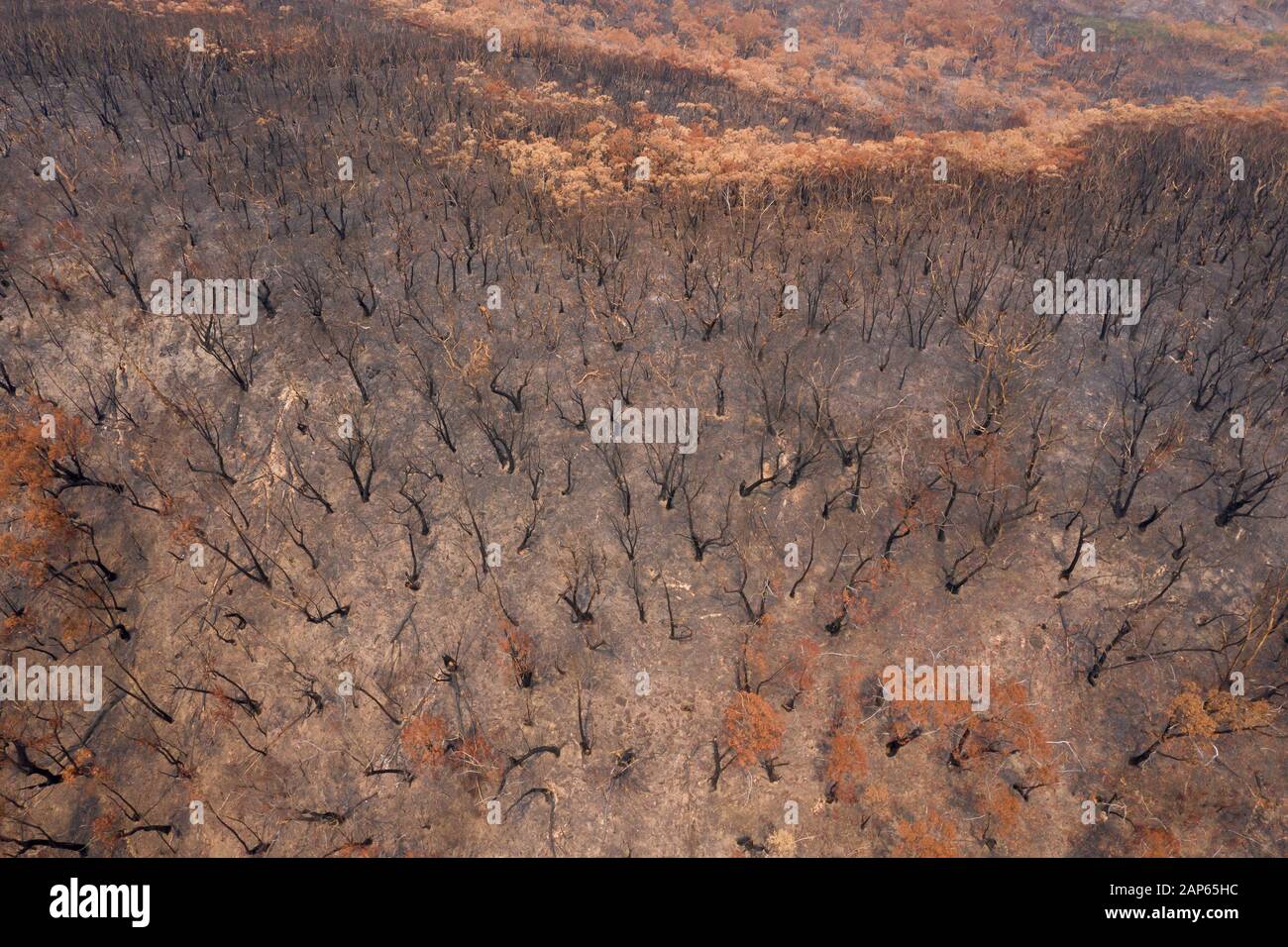 Aerial view of severely burnt Eucalyptus trees after a bushfire in The ...