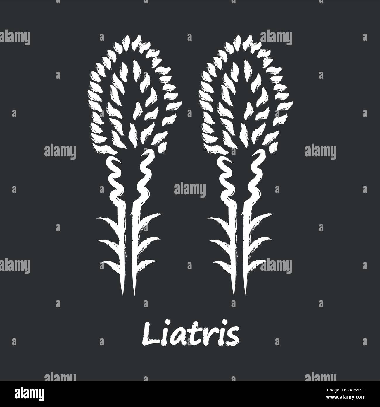 Liatris flower Black and White Stock Photos & Images - Alamy