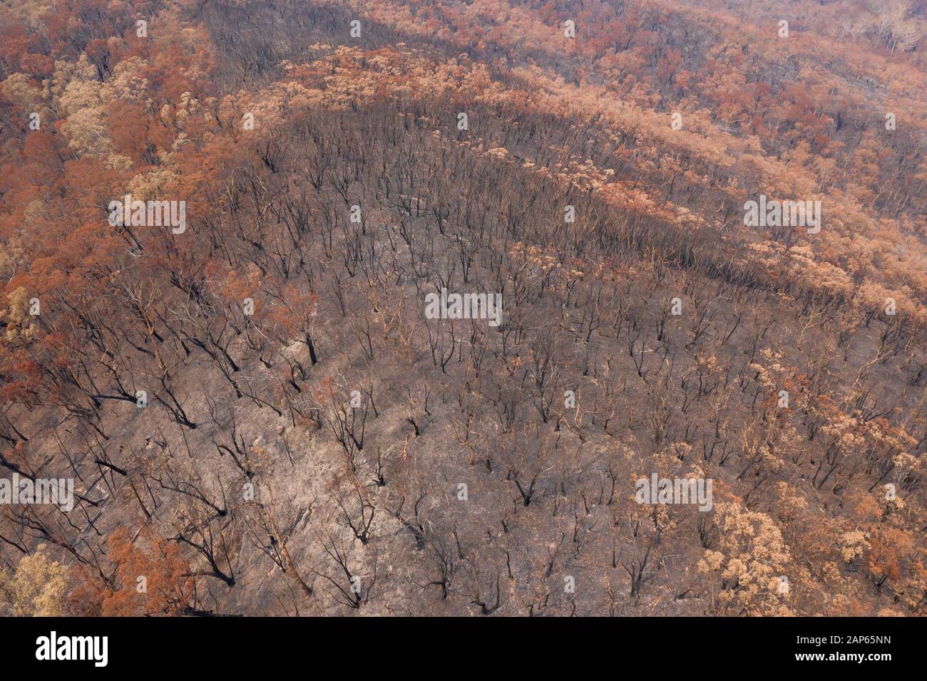 Aerial view of severely burnt Eucalyptus trees after a bushfire in The ...