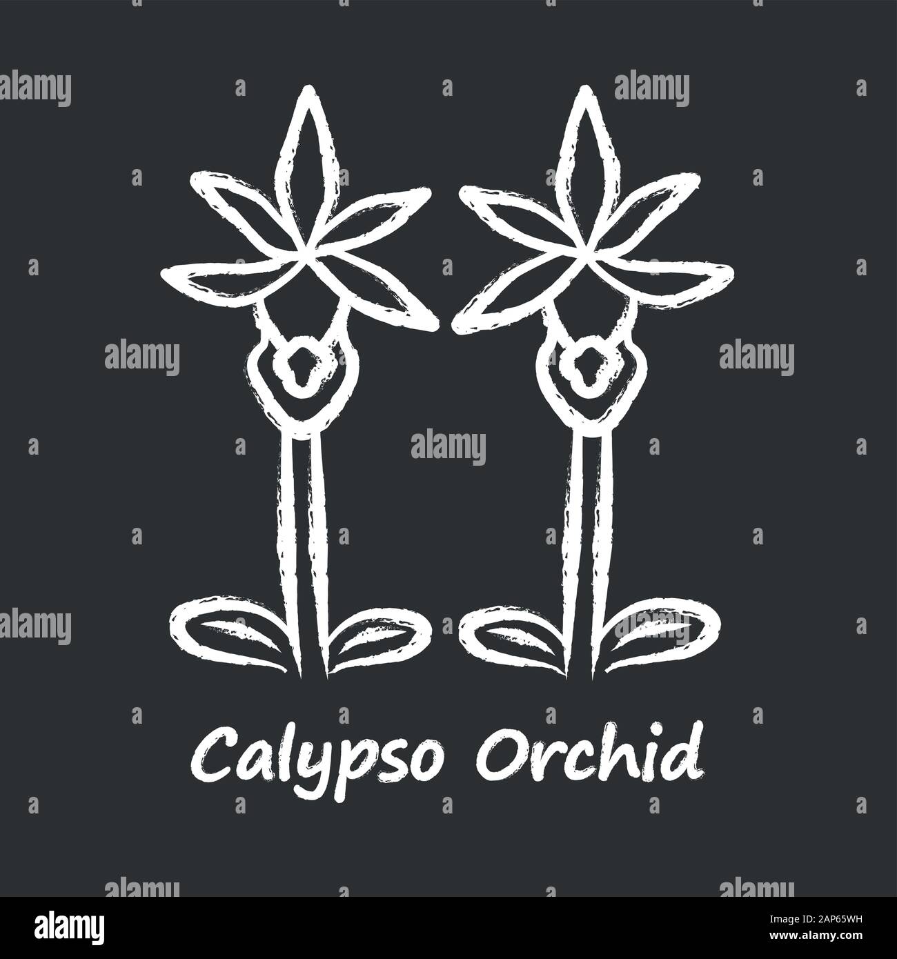 Calypso orchid calypso bulbosa Stock Vector Images - Alamy