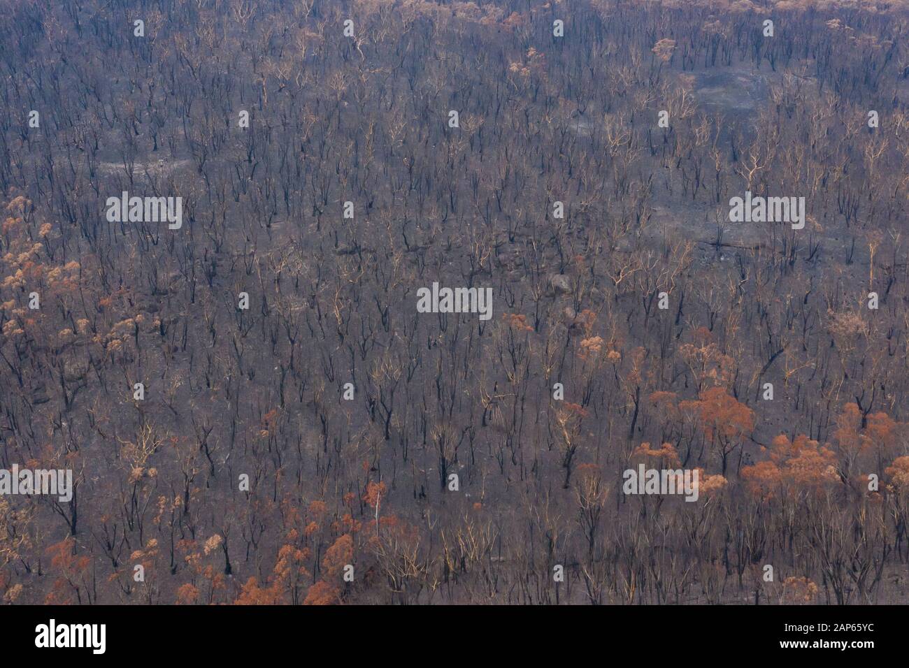 Aerial view of severely burnt Eucalyptus trees after a bushfire in The ...
