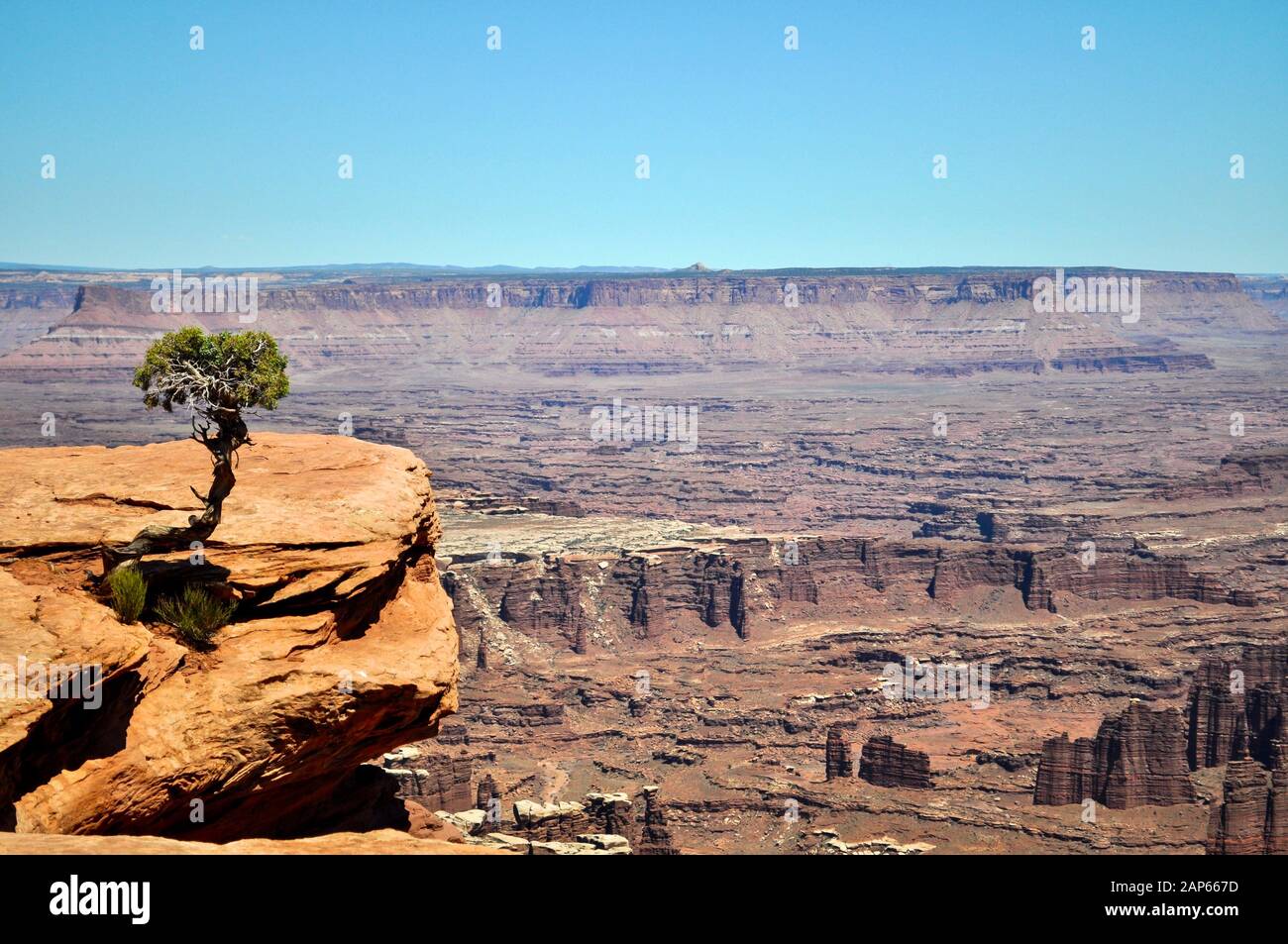 Solitary little juniper tree clinging to the red rock cliff edge at ...