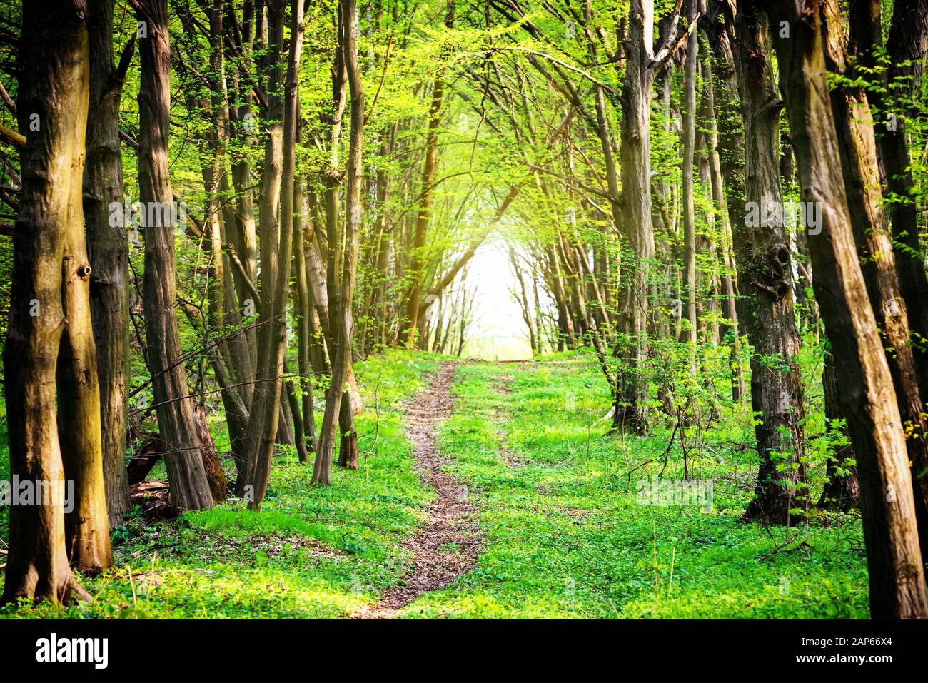 Path in beautiful green park. Spring forest with green trees Stock ...