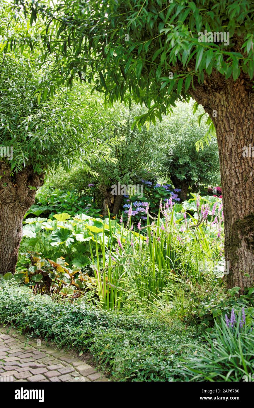 large garden with flowering plants and flowers between two pollard ...