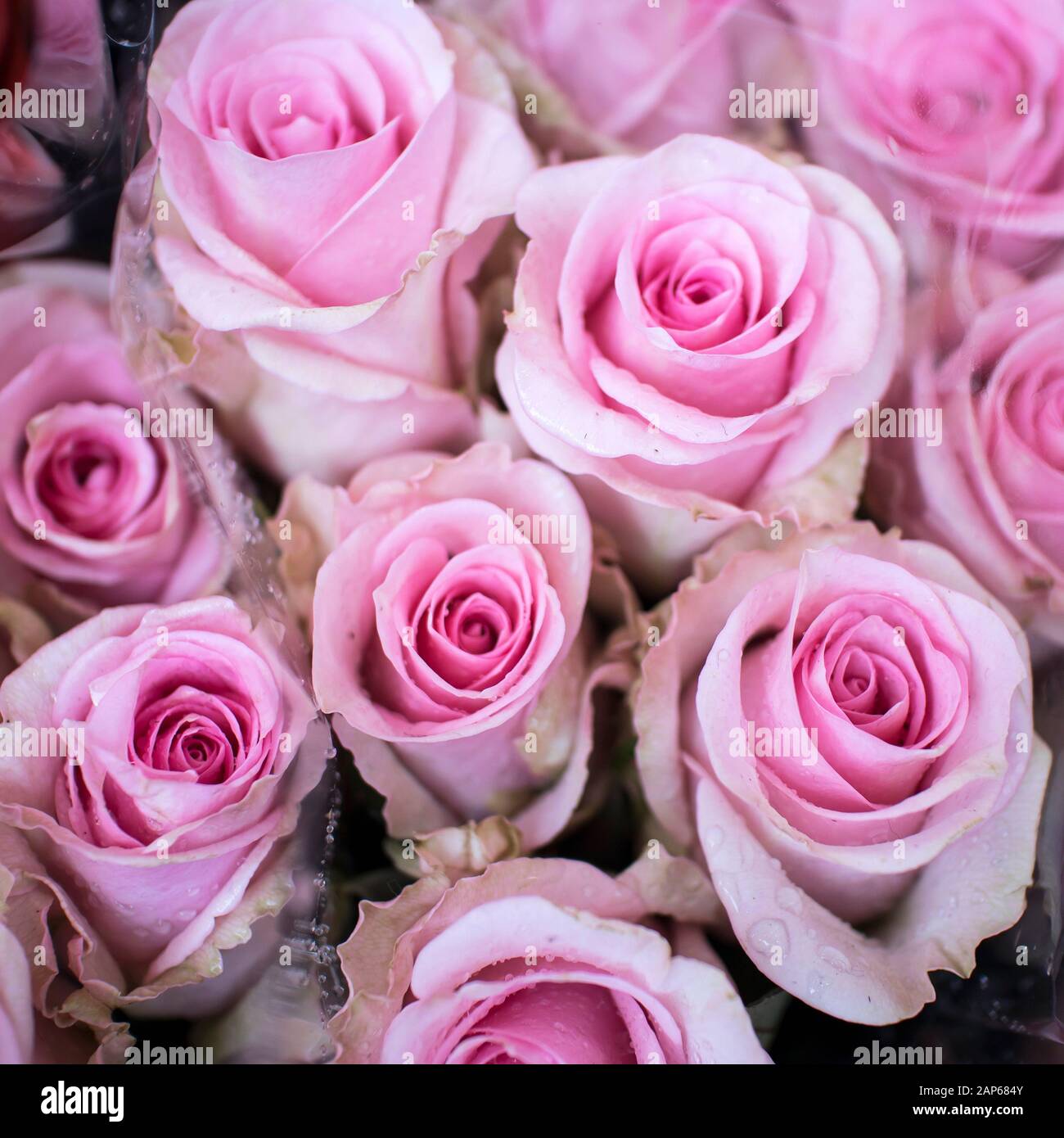 Pink roses in transparent packaging for sale in the market as a ...