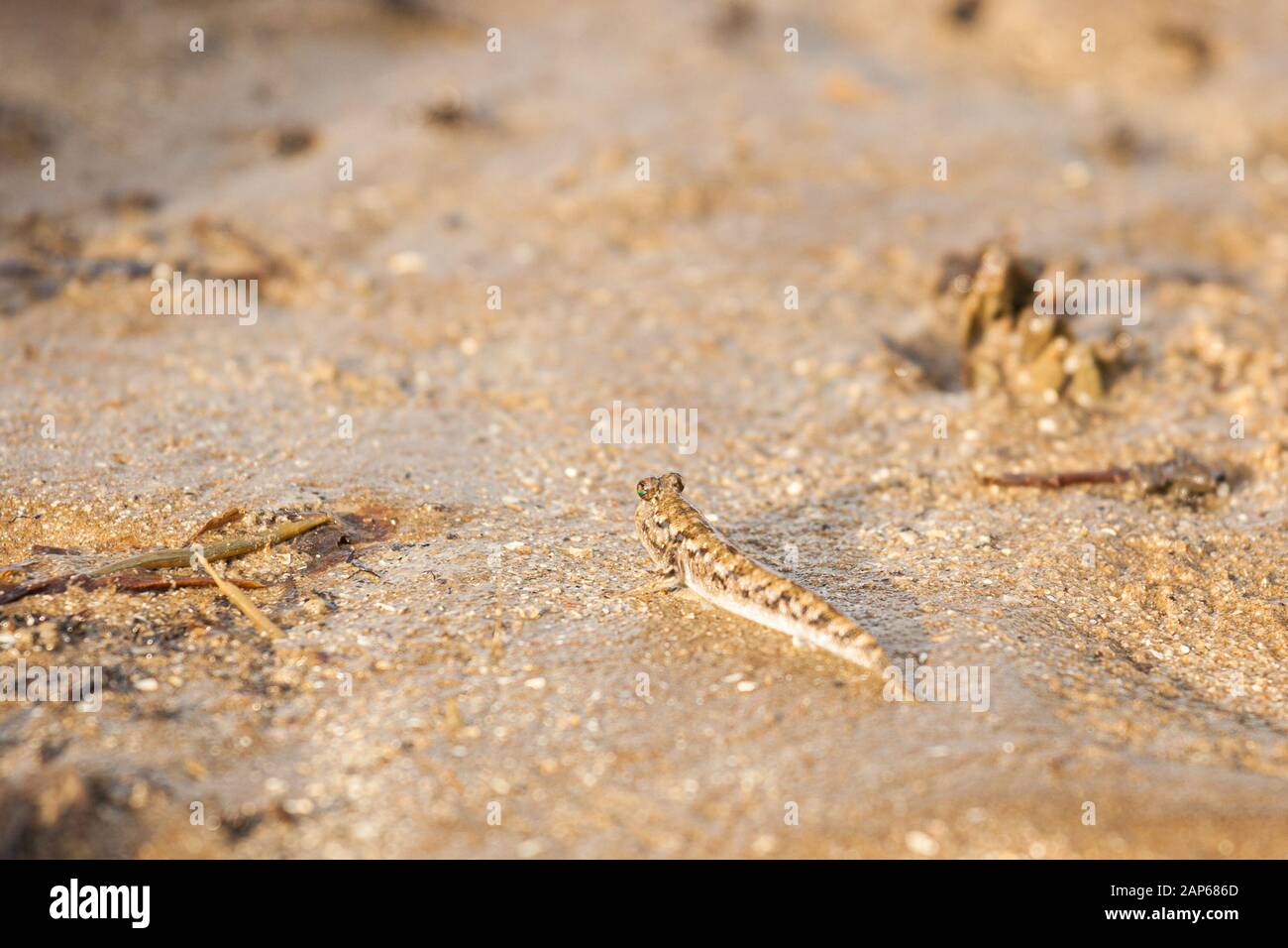 Mud skipper fish on sand beach borneo malaysia Stock Photo - Alamy