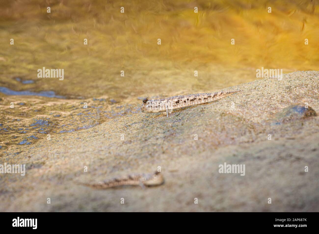 Mud skipper fish on sand beach borneo malaysia Stock Photo - Alamy
