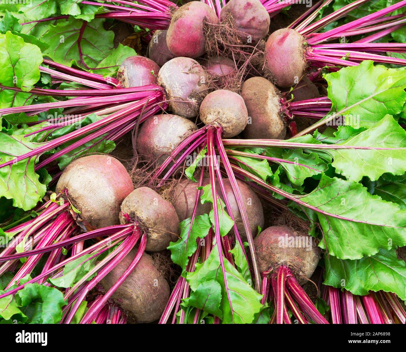 Leaf field hi-res stock photography and images - Alamy