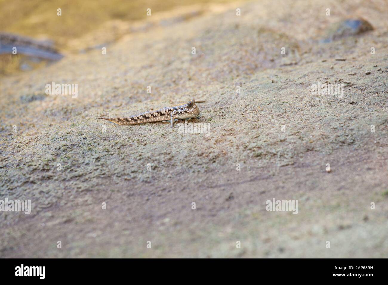 Mud skipper fish on sand beach borneo malaysia Stock Photo - Alamy