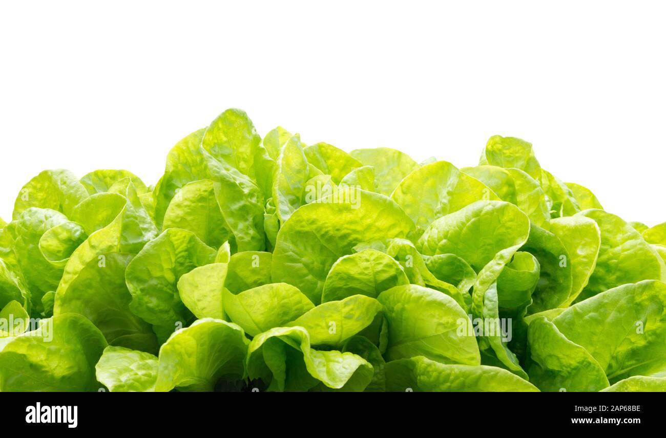 Lettuce Leaf Texture