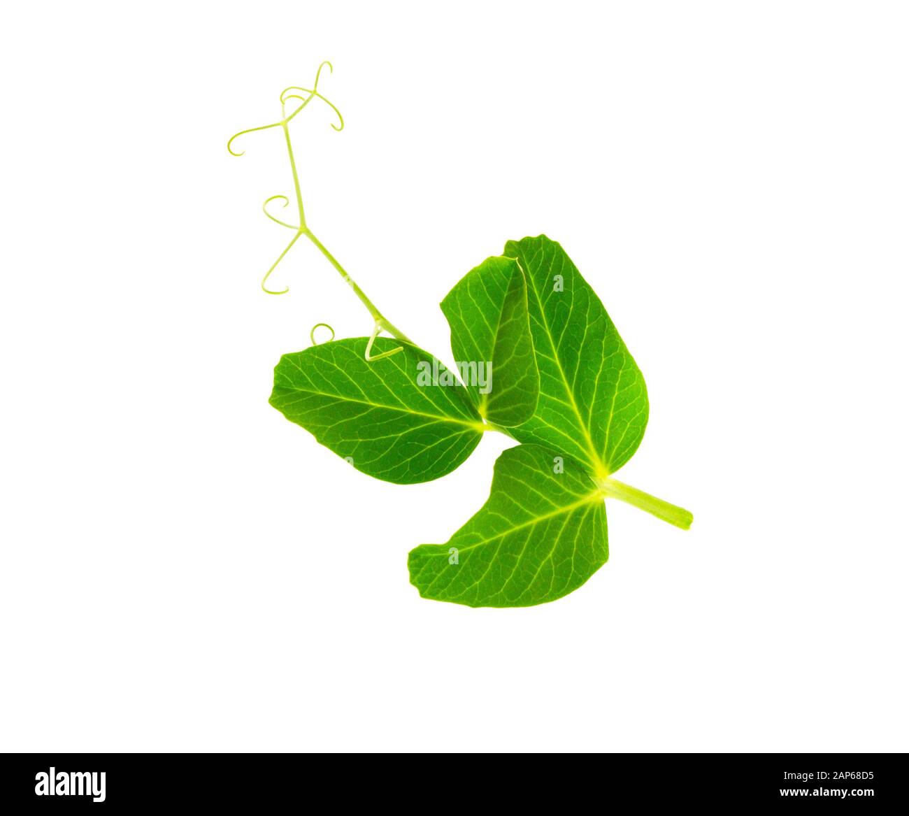 Pea leaf with tendril isolated on white background. Young green sprout ...