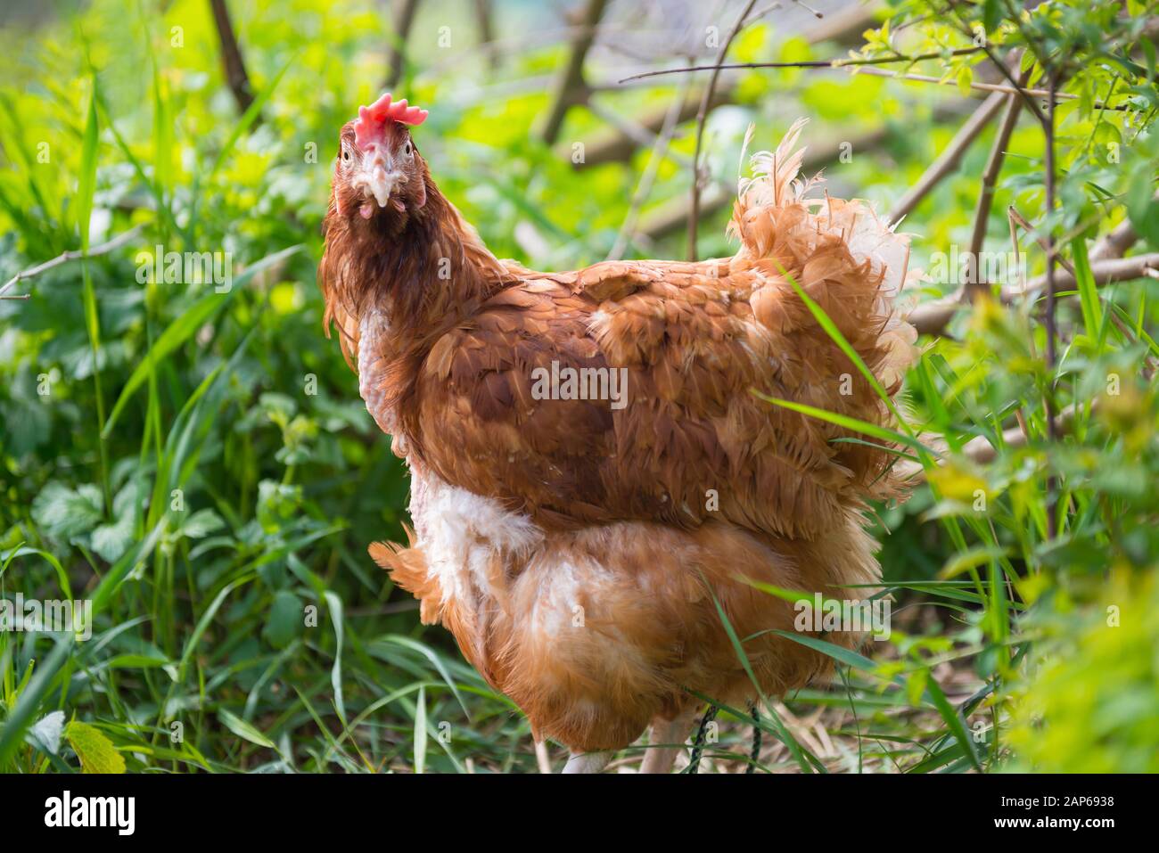 Orange chicken hen walking on the green grass Stock Photo - Alamy