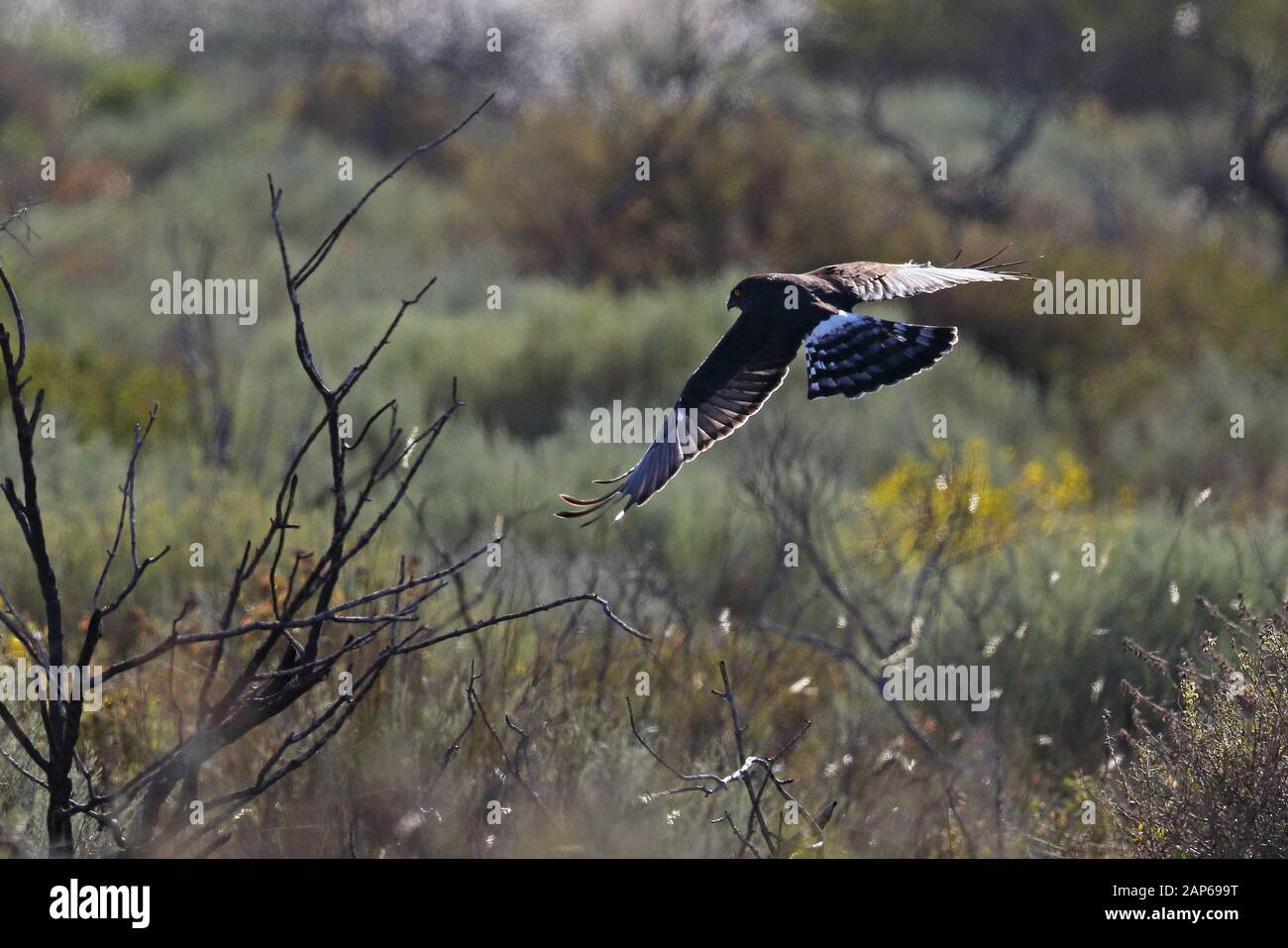 Black Harrier (Circus maurus) adult in flight western South Africa ...