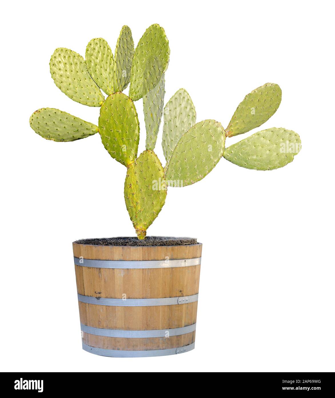 Cactus isolated on white background Stock Photo - Alamy