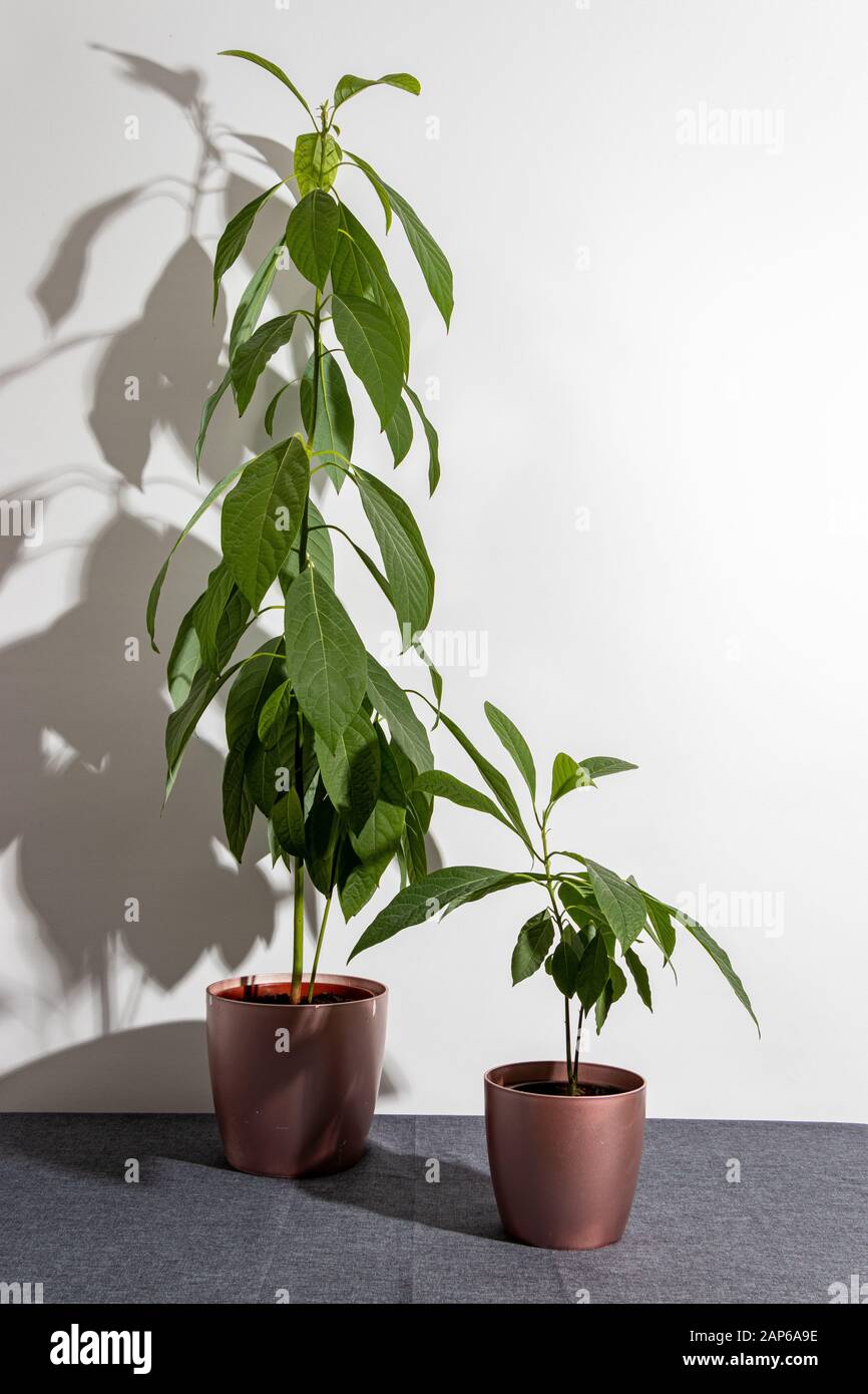 Small avocado tree pot hi-res stock photography and images - Alamy