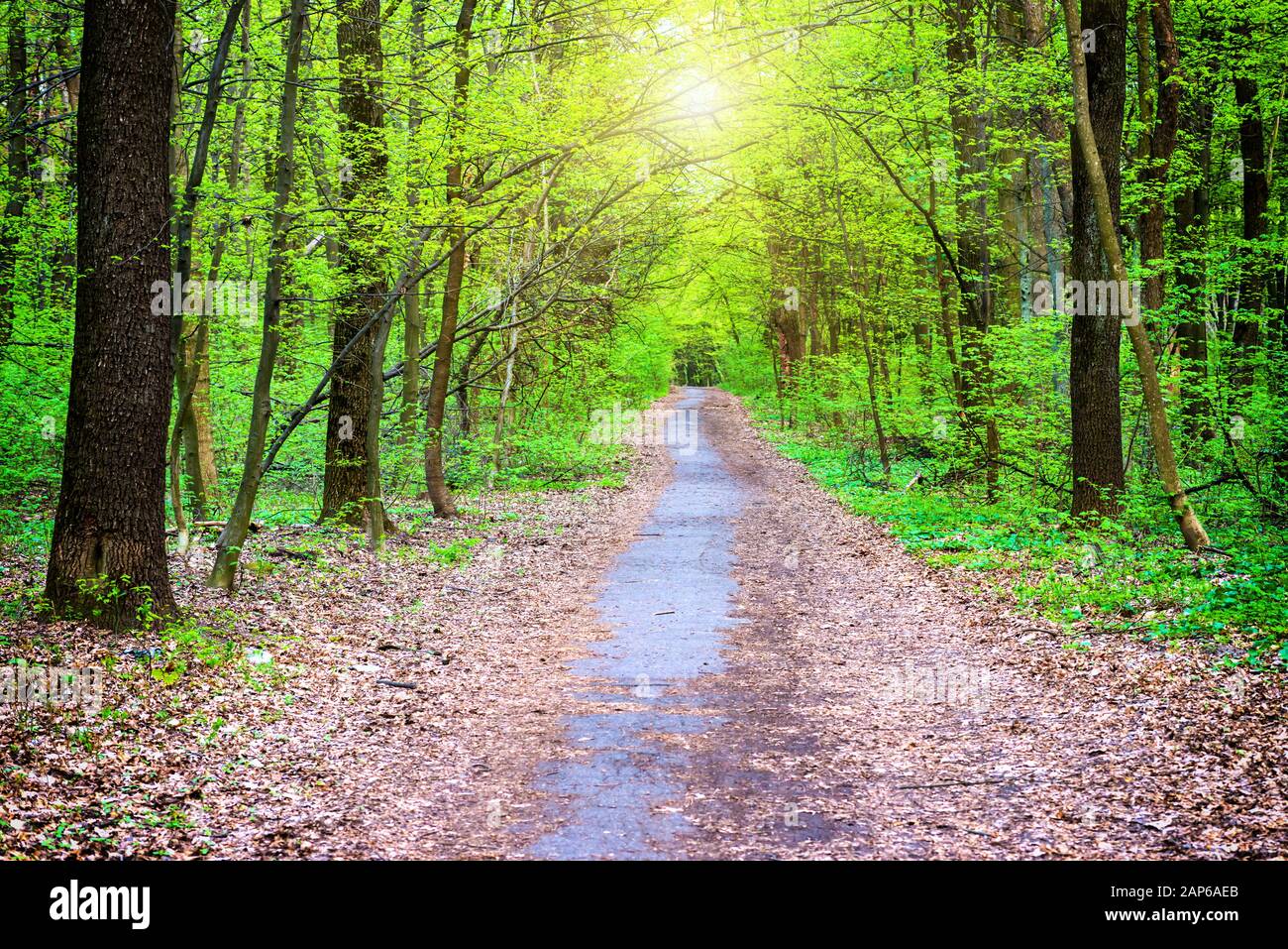 Spring Forest Pathways Happy Forest Pathway Photos Fine Art Prints