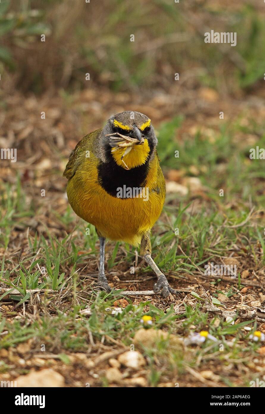 Bokmakierie (Telophorus zeylonus) adult standing on the ground wirg ...
