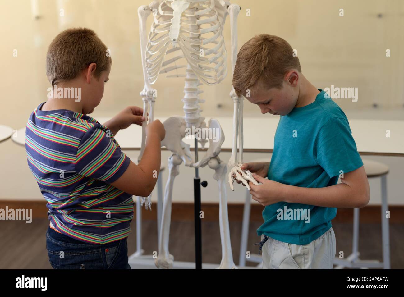 Model of human skeleton hi-res stock photography and images - Alamy
