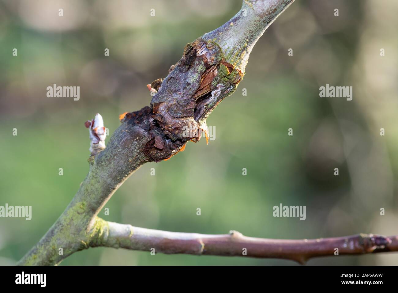 Close up of canker on an apple tree Stock Photo - Alamy
