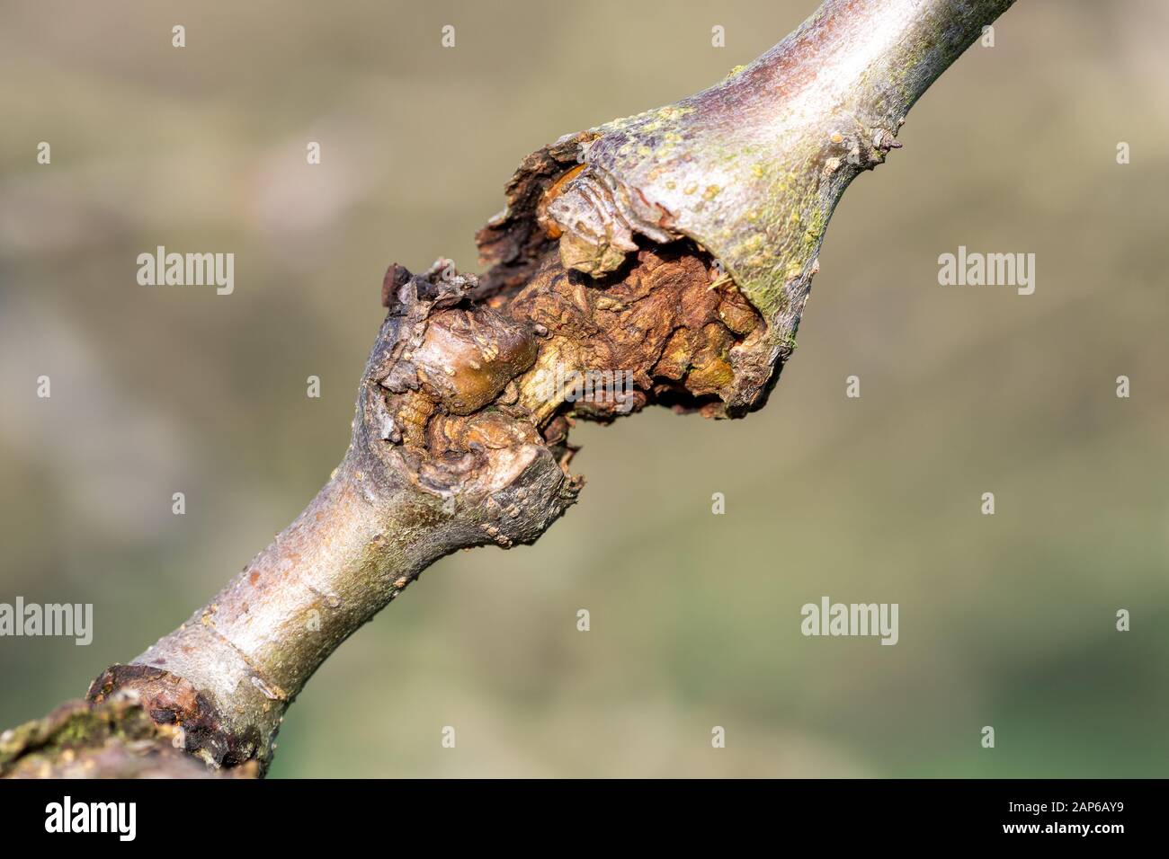 Canker Apple Tree High Resolution Stock Photography and Images - Alamy