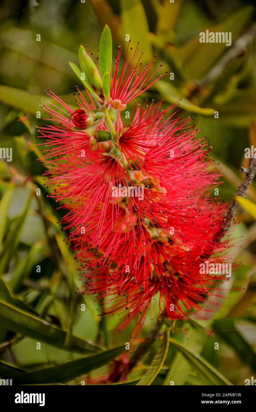 Callistemon is a genus of evergreen shrubs or small trees of the Myrtle ...