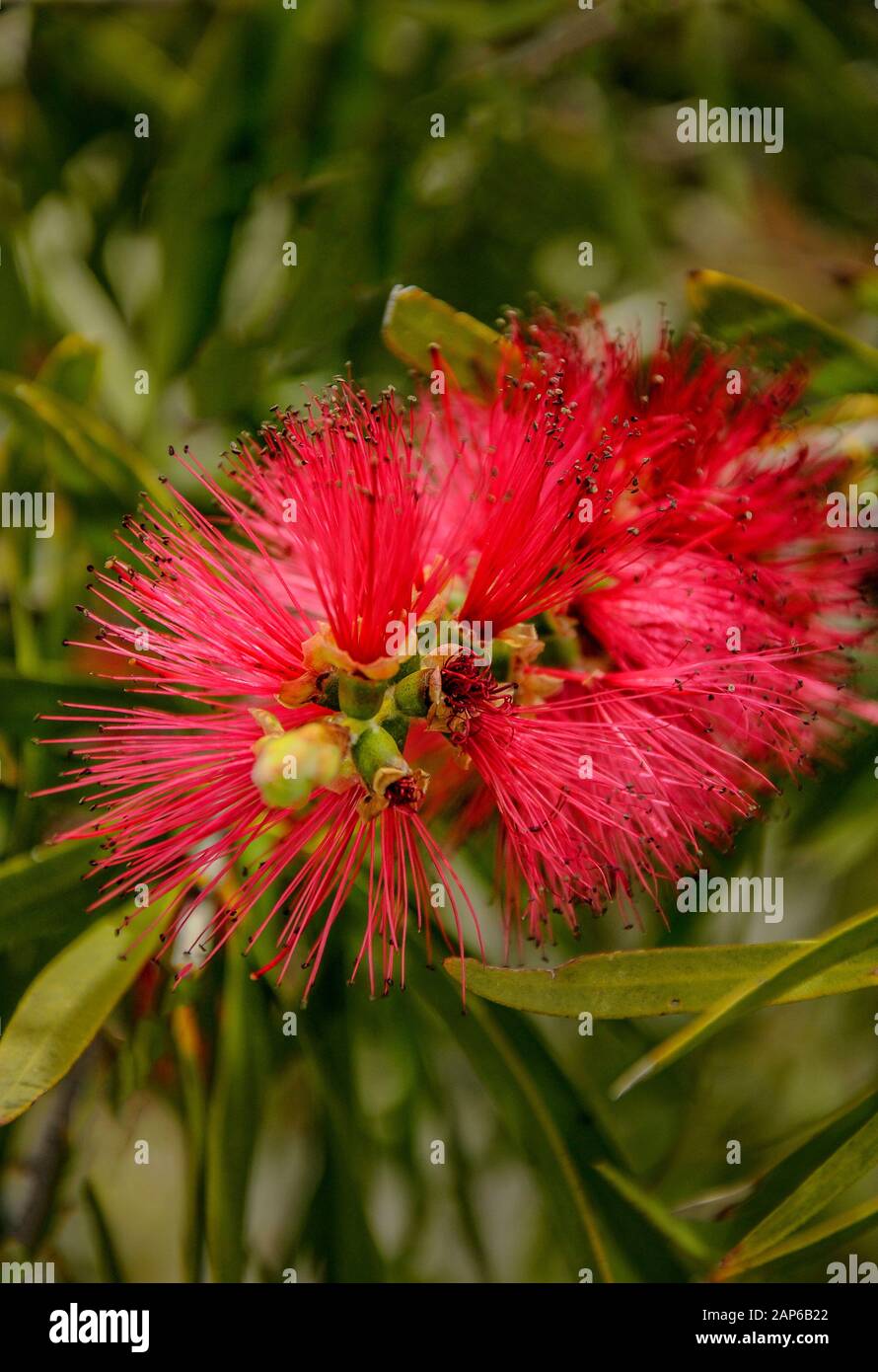 Callistemon is a genus of evergreen shrubs or small trees of the Myrtle ...