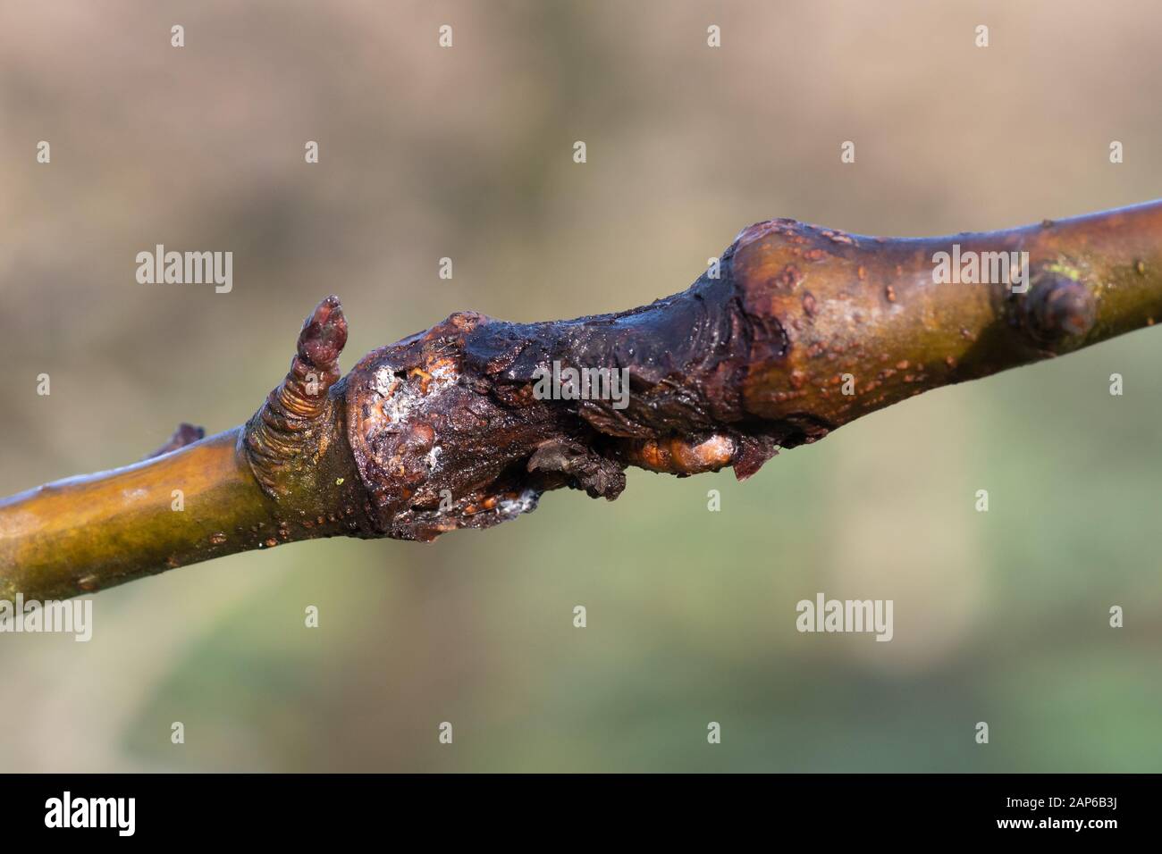 Canker apple tree hi-res stock photography and images - Alamy