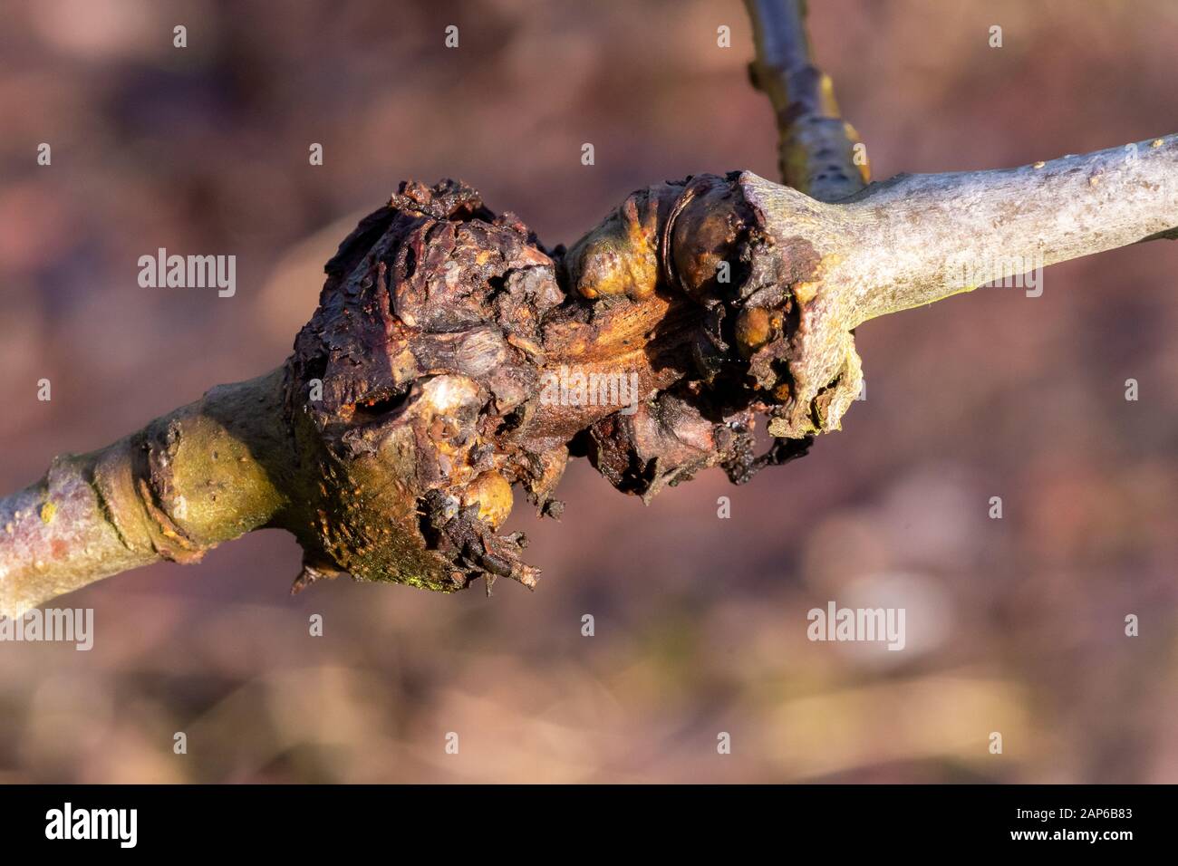Canker Apple Tree High Resolution Stock Photography and Images - Alamy