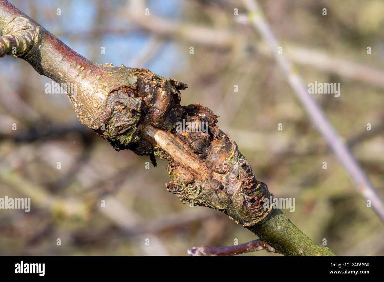 Canker Apple Tree High Resolution Stock Photography and Images - Alamy