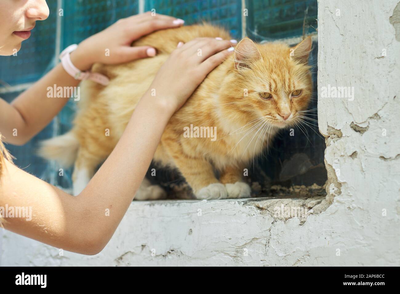 Outdoor portrait of child girl touching big red cat Stock Photo - Alamy