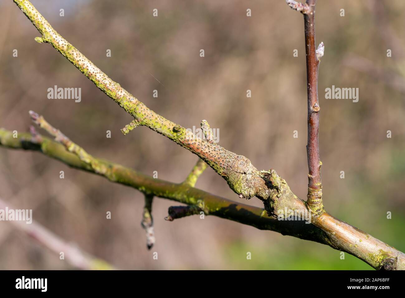 Canker Apple Tree High Resolution Stock Photography and Images - Alamy