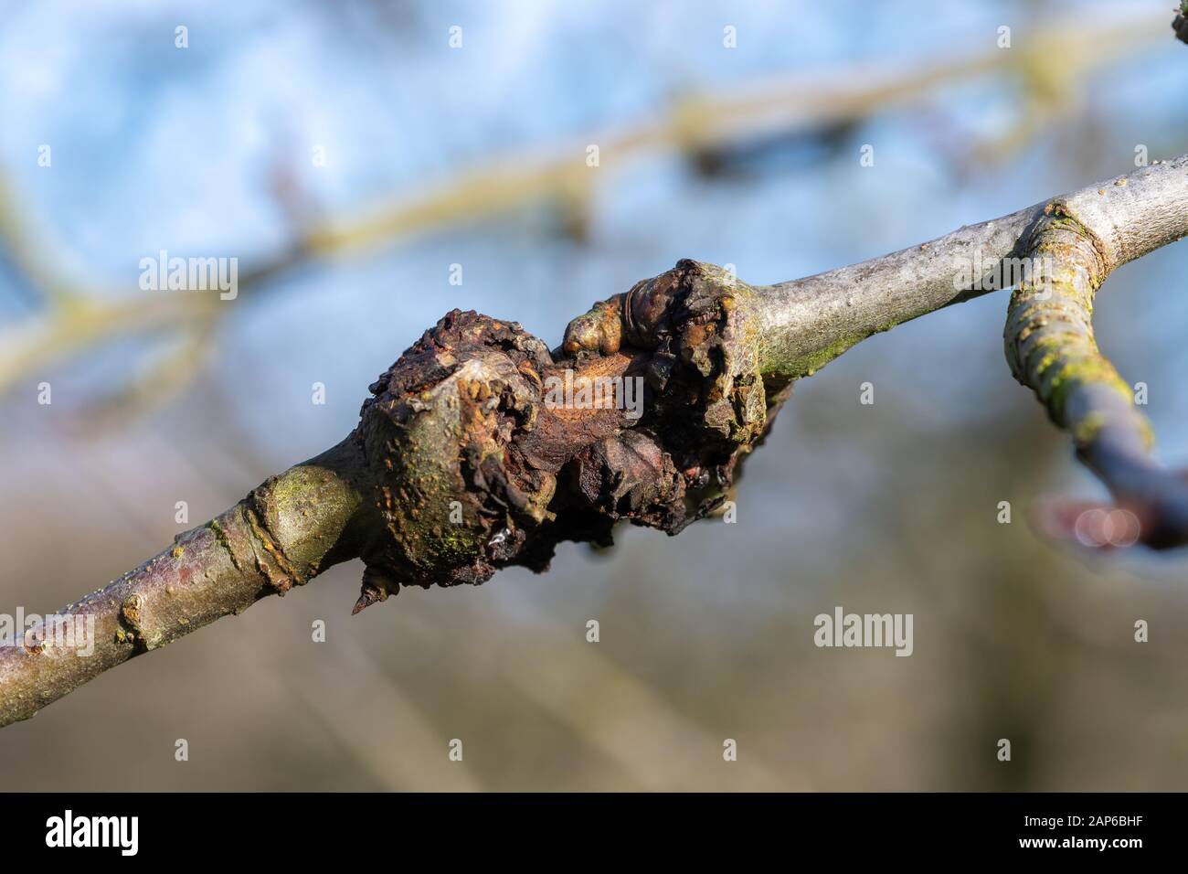 Close up of canker on an apple tree Stock Photo - Alamy