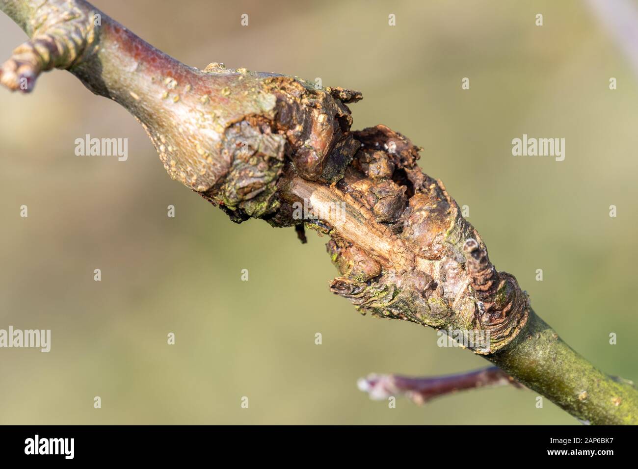 Canker Apple Tree High Resolution Stock Photography and Images - Alamy