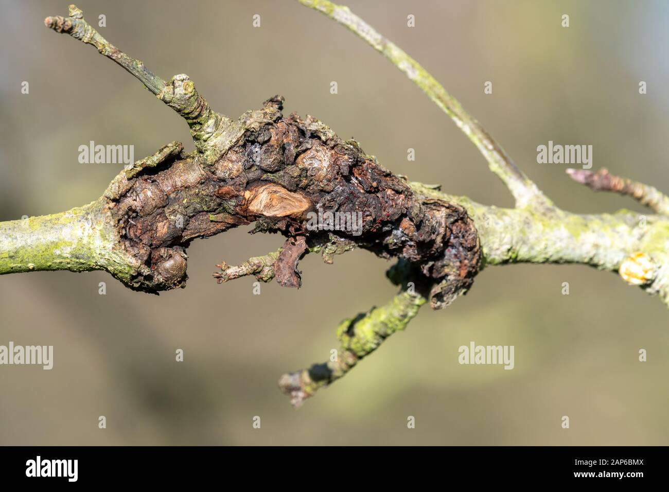 Close up of canker on an apple tree Stock Photo - Alamy