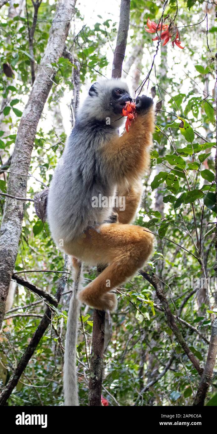 Golden diademed lemur hi-res stock photography and images - Alamy