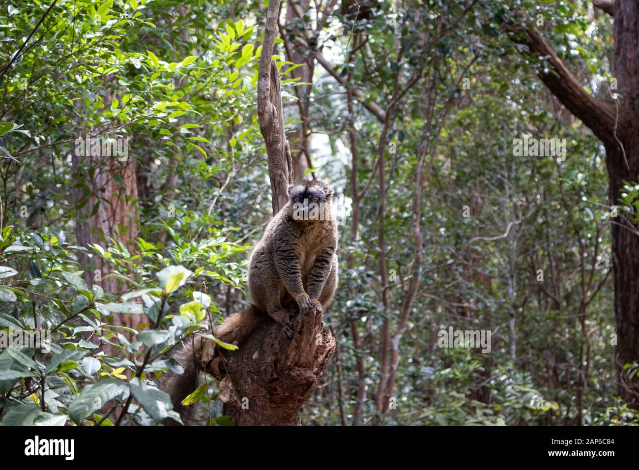 Common brown lemur, endemic to Madagascar Stock Photo - Alamy