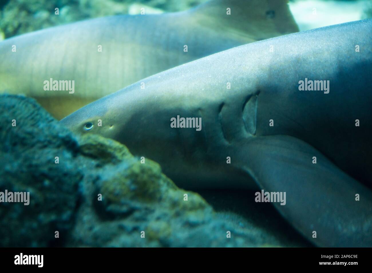 Shark in aquarium Stock Photo - Alamy