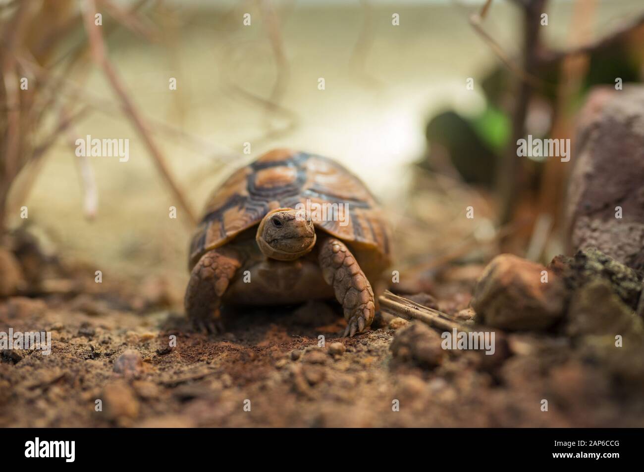 Small tortoise hi-res stock photography and images - Alamy