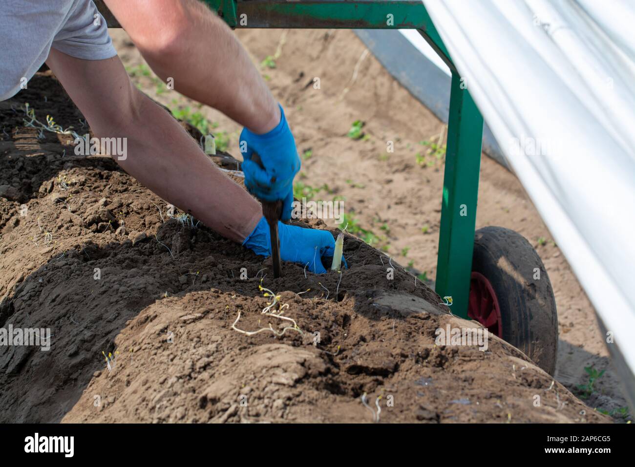 Asparagus picker hi-res stock photography and images - Alamy