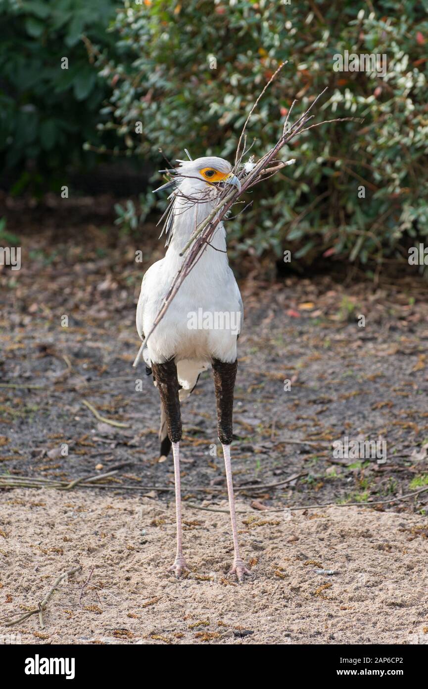 Secretary bird collecting branches to build a nest - Sagittarius ...