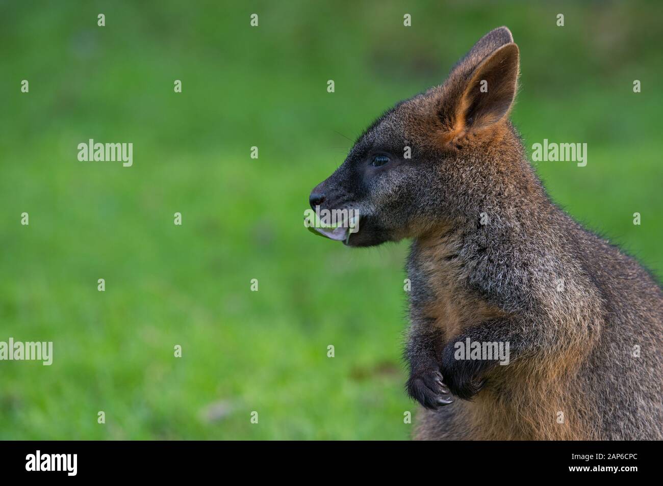 Black swamp wallaby hi-res stock photography and images - Alamy