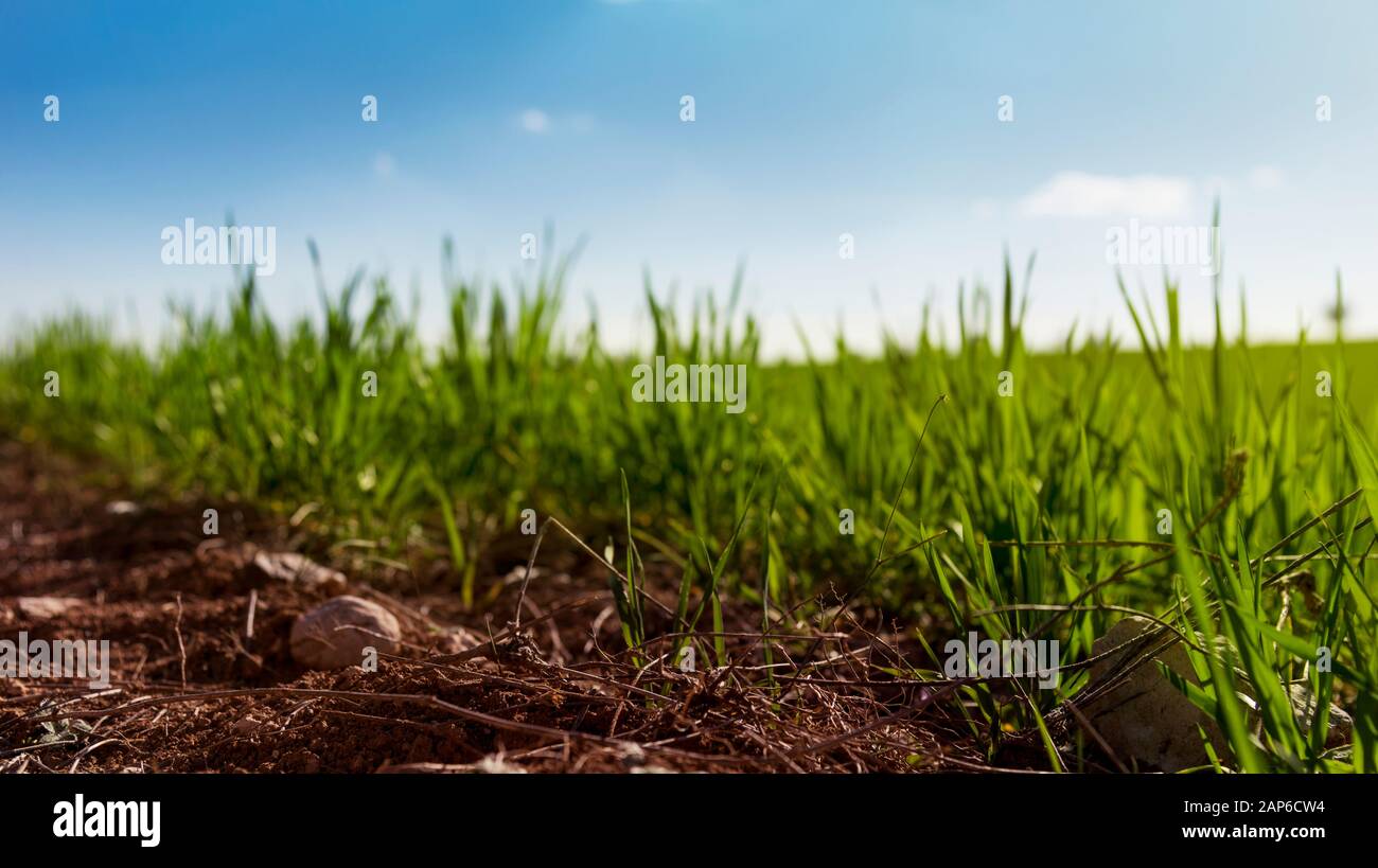 Soil cross section and grass hi-res stock photography and images - Alamy
