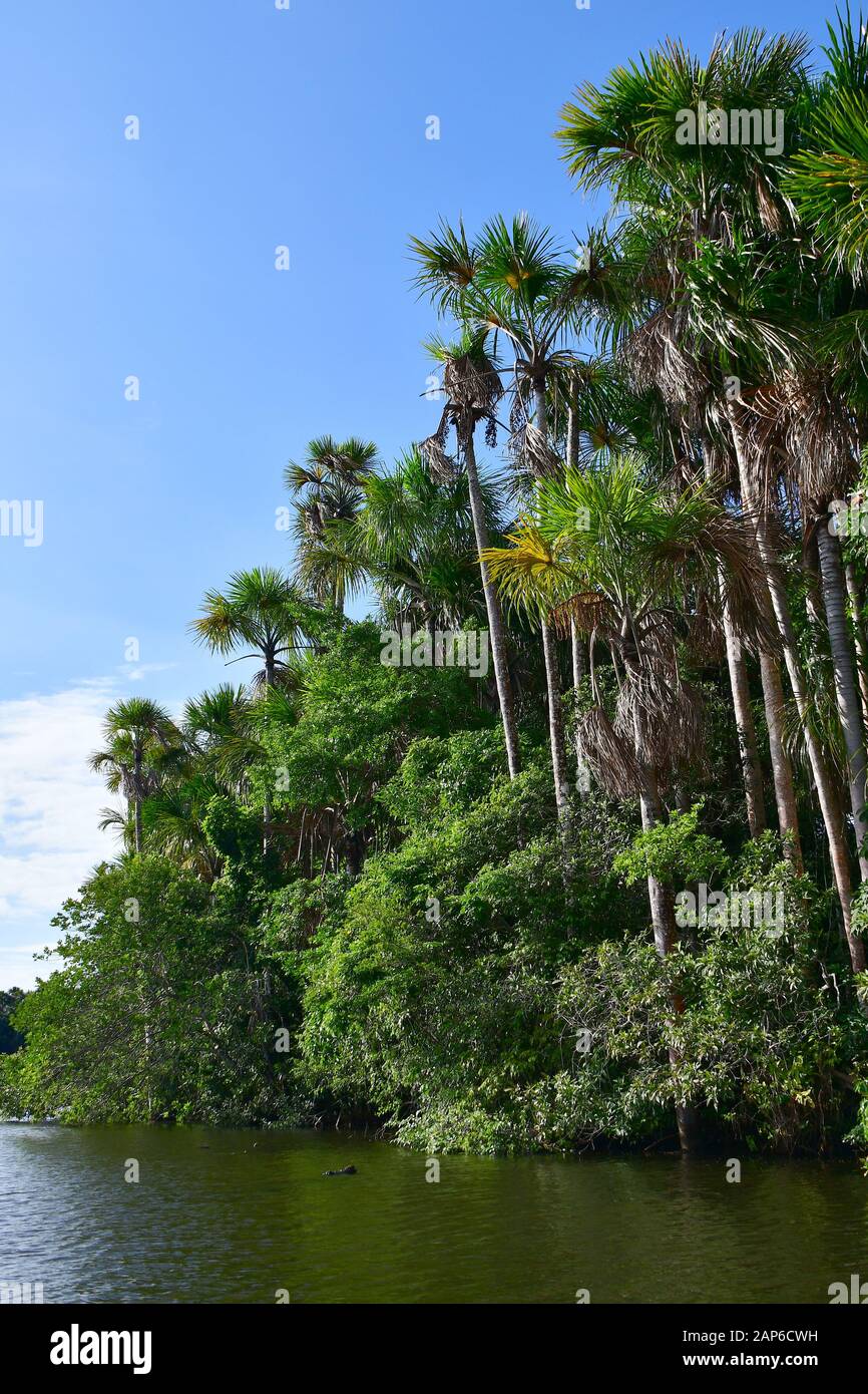 Lake Sandoval, Tambopata National Reserve, Peru, South America Stock ...