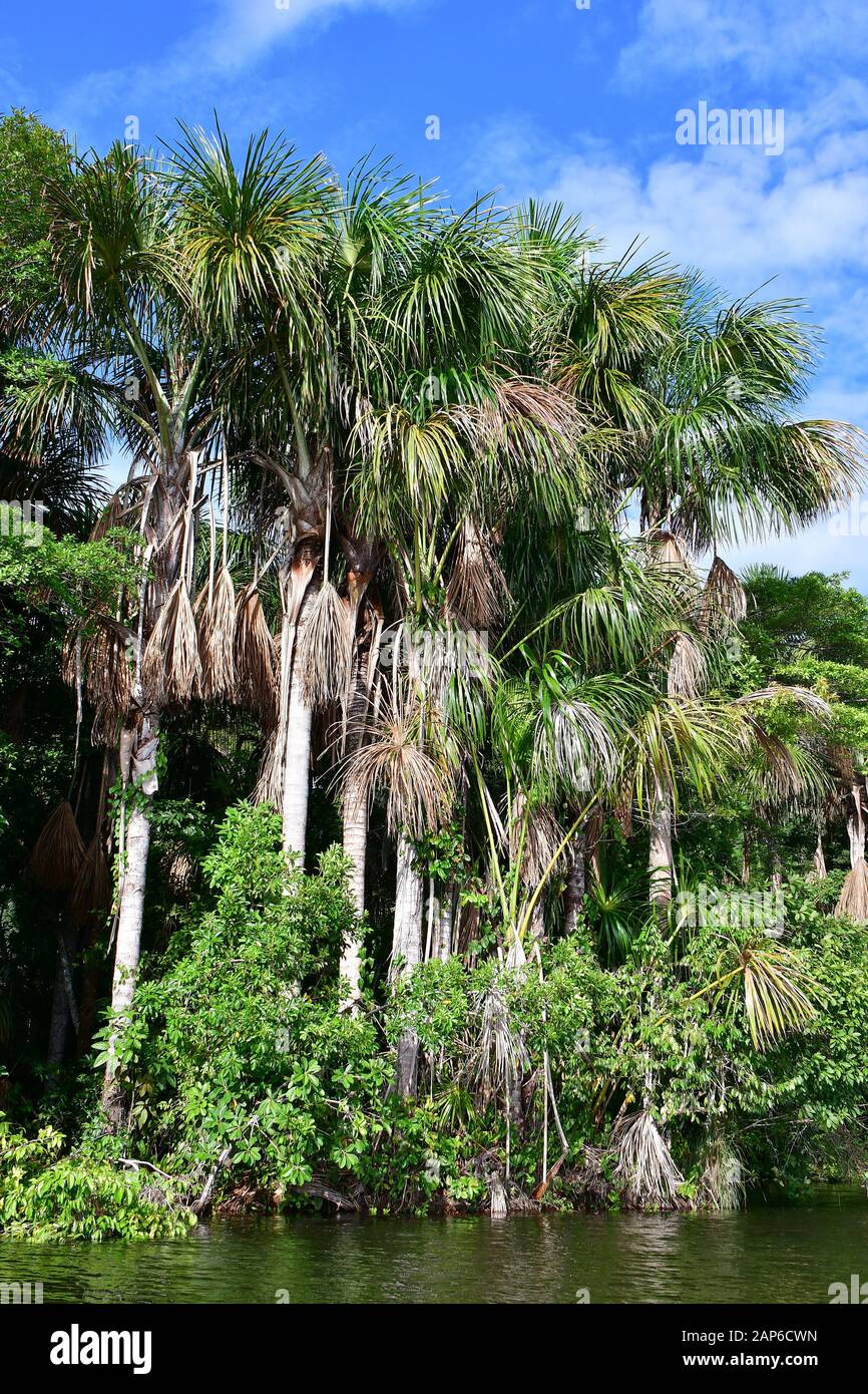 Lake Sandoval, Tambopata National Reserve, Peru, South America Stock ...