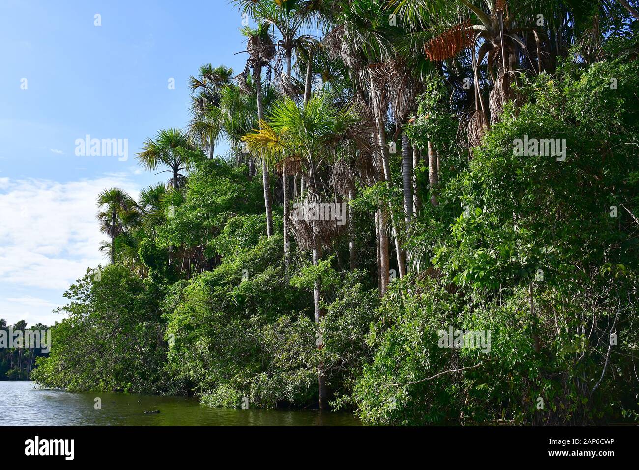Lake Sandoval, Tambopata National Reserve, Peru, South America Stock ...