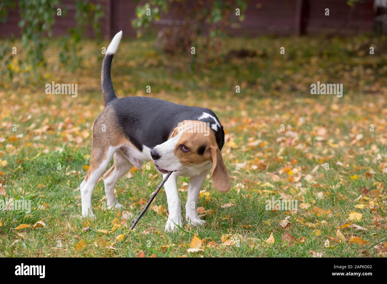 Cute beagle puppy is holding a twig of a tree in his teeth. Pet animals ...