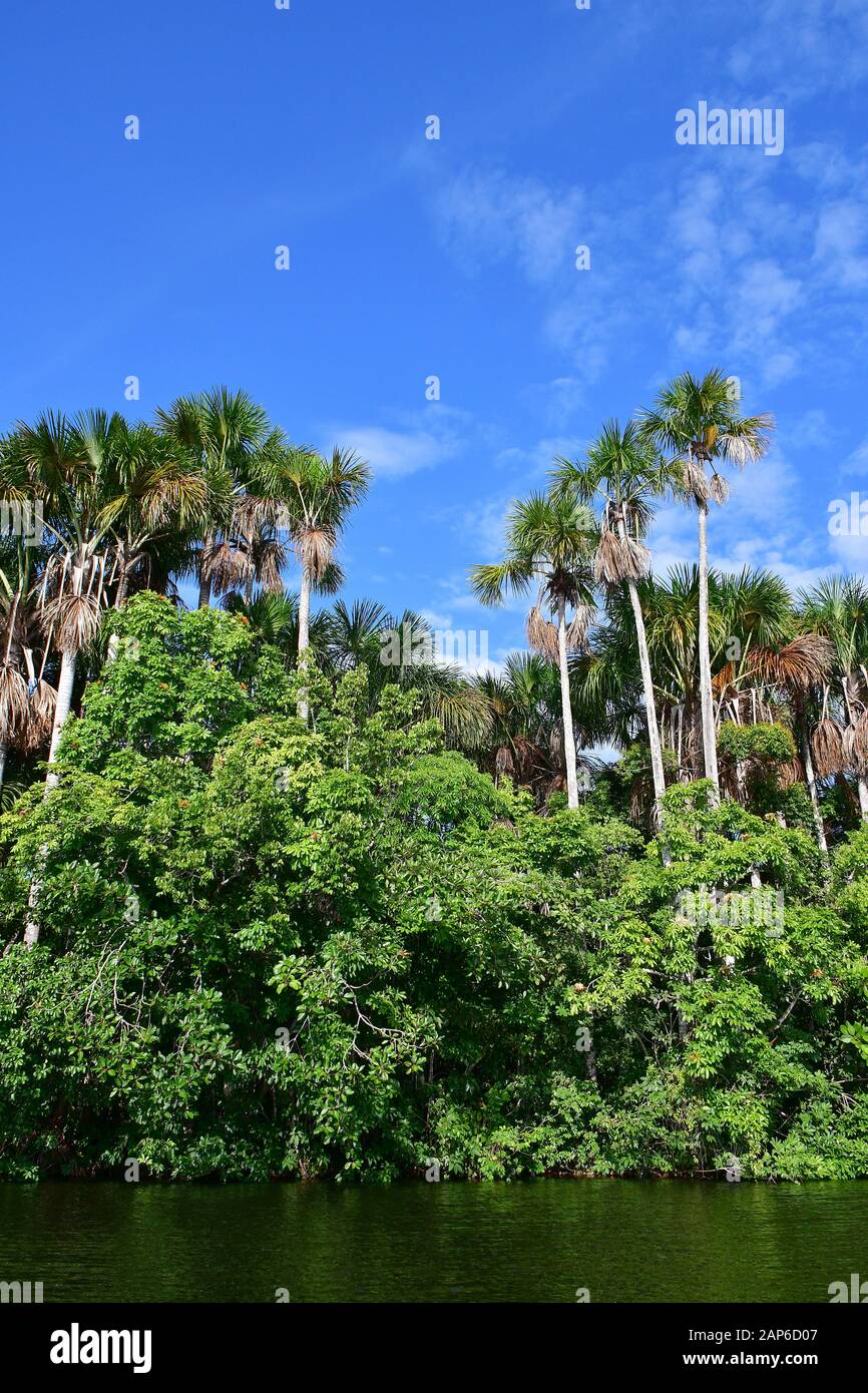 Lake Sandoval, Tambopata National Reserve, Peru, South America Stock ...