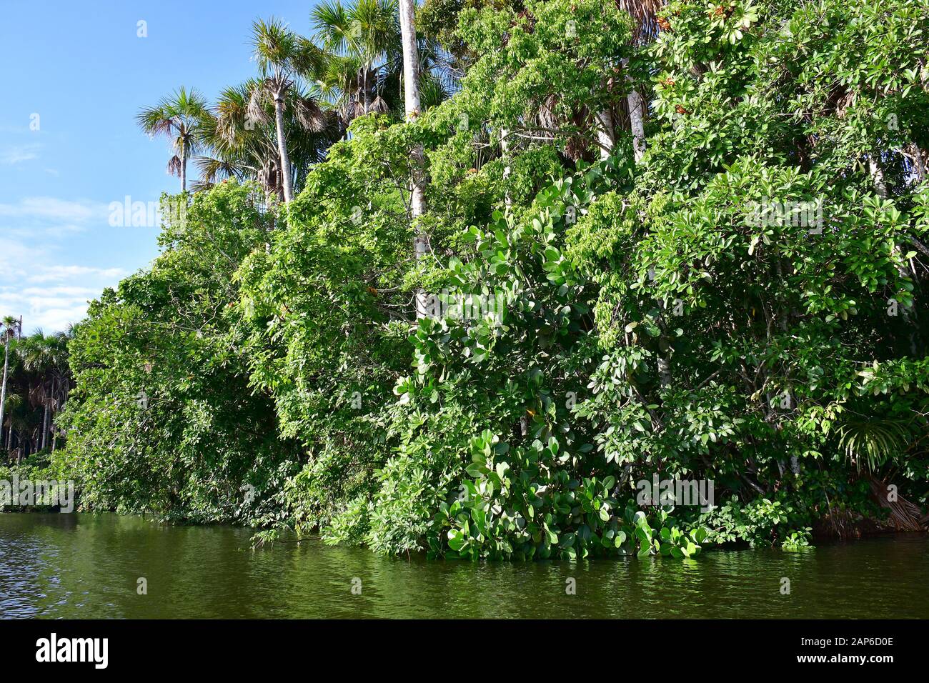 Lake Sandoval, Tambopata National Reserve, Peru, South America Stock ...