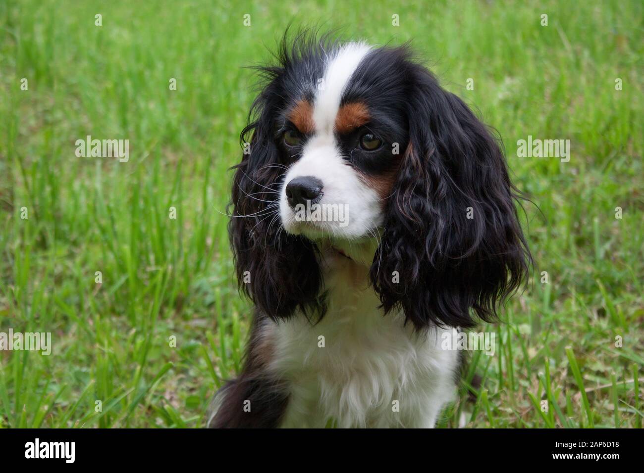 Portrait of cavalier king charles spaniel. Close up. Pet animals ...